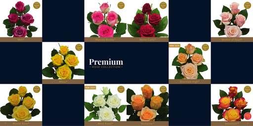 Catalogus Cutroses World Wide - Jan Spek Rozen 2024