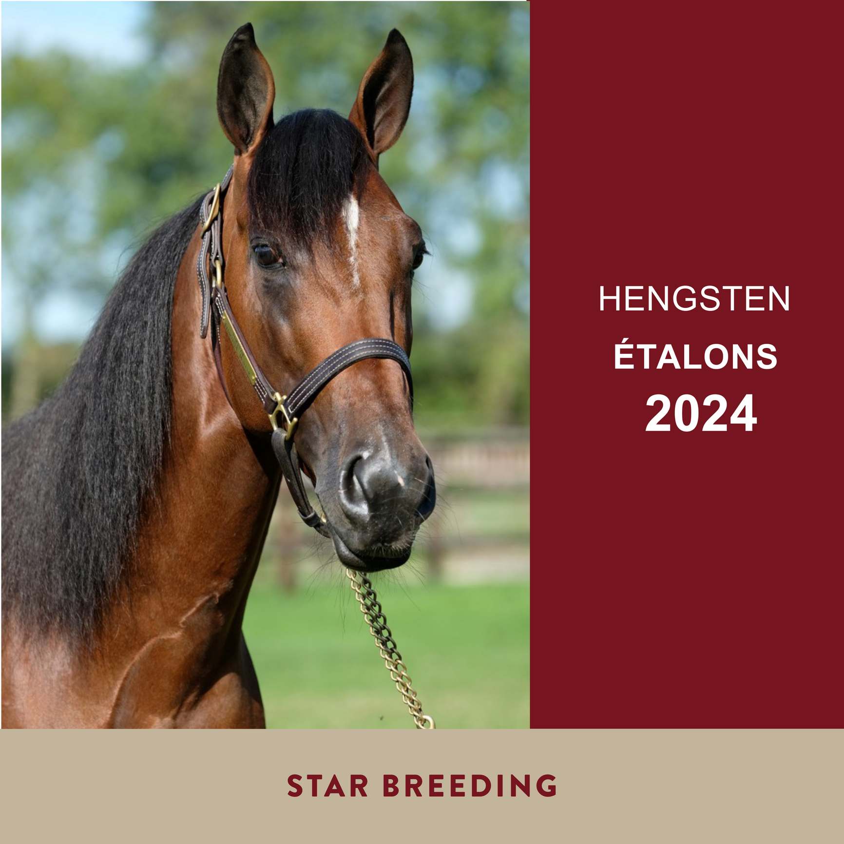 Hengstencatalogus Star Breeding 2024